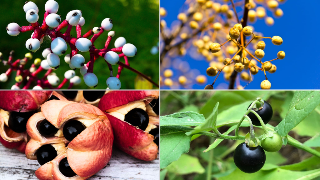 27 Poisonous Fruits You Didn't Know - Mothers Always Right