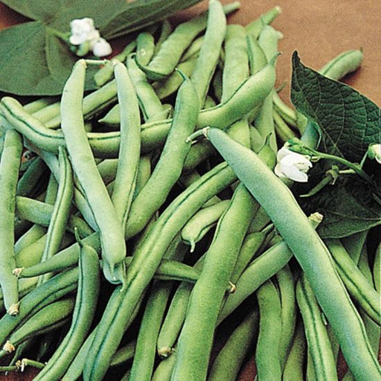 15 Types of Green Beans You Should Try - Mothers Always Right