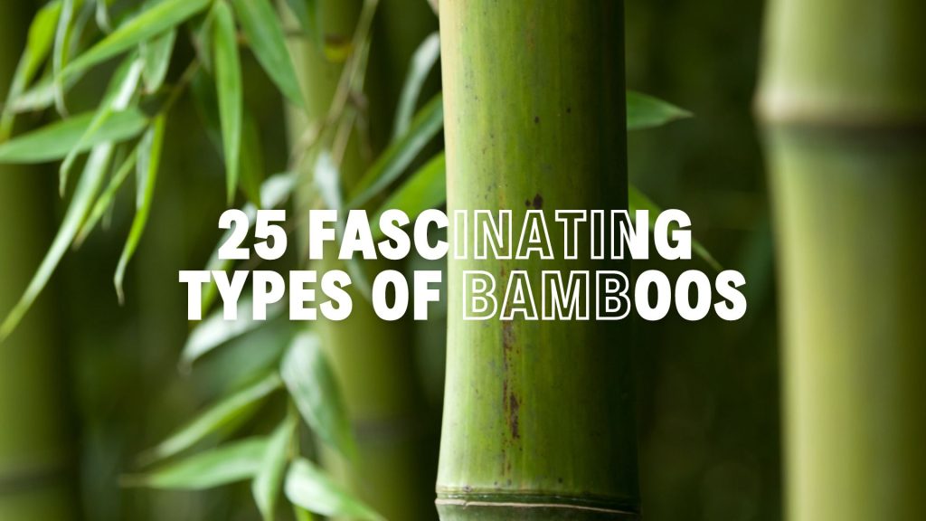 25 Fascinating Types of Bamboo Plants to Explore - Mothers Always Right