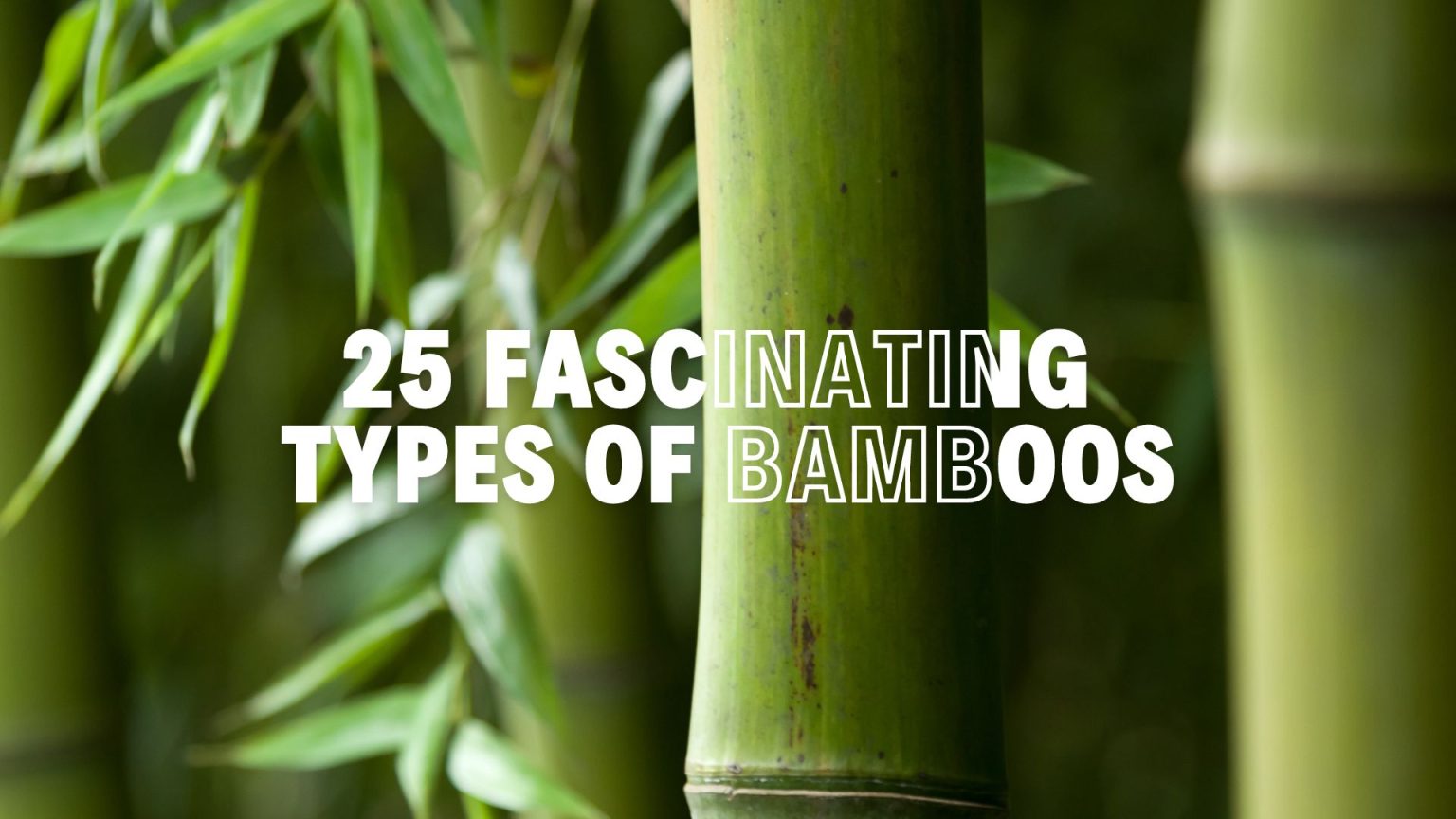 25 Fascinating Types of Bamboo Plants to Explore - Mothers Always Right