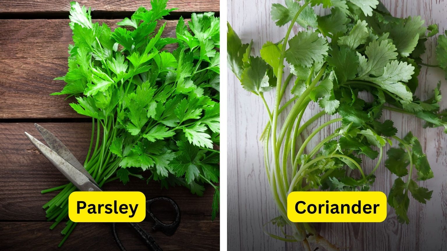 What are the Main Differences Between Parsley and Coriander? - Mothers ...