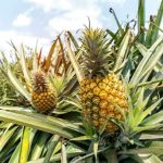 15 Fascinating Pineapple Types from Around the World - Mothers Always Right