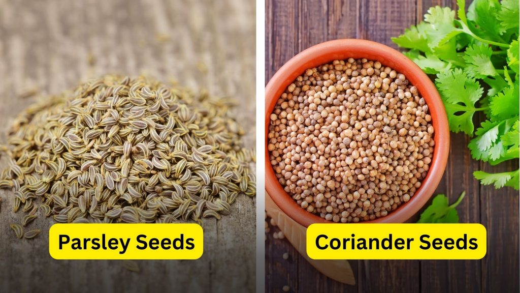 What are the Main Differences Between Parsley and Coriander? - Mothers Always Right