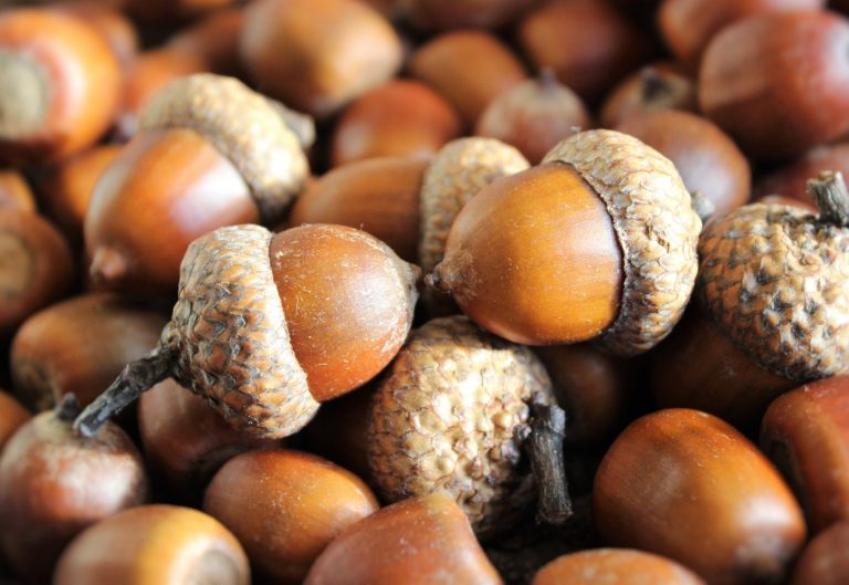 21 Delicious Types of Edible Nuts You Should Try - Mothers Always Right