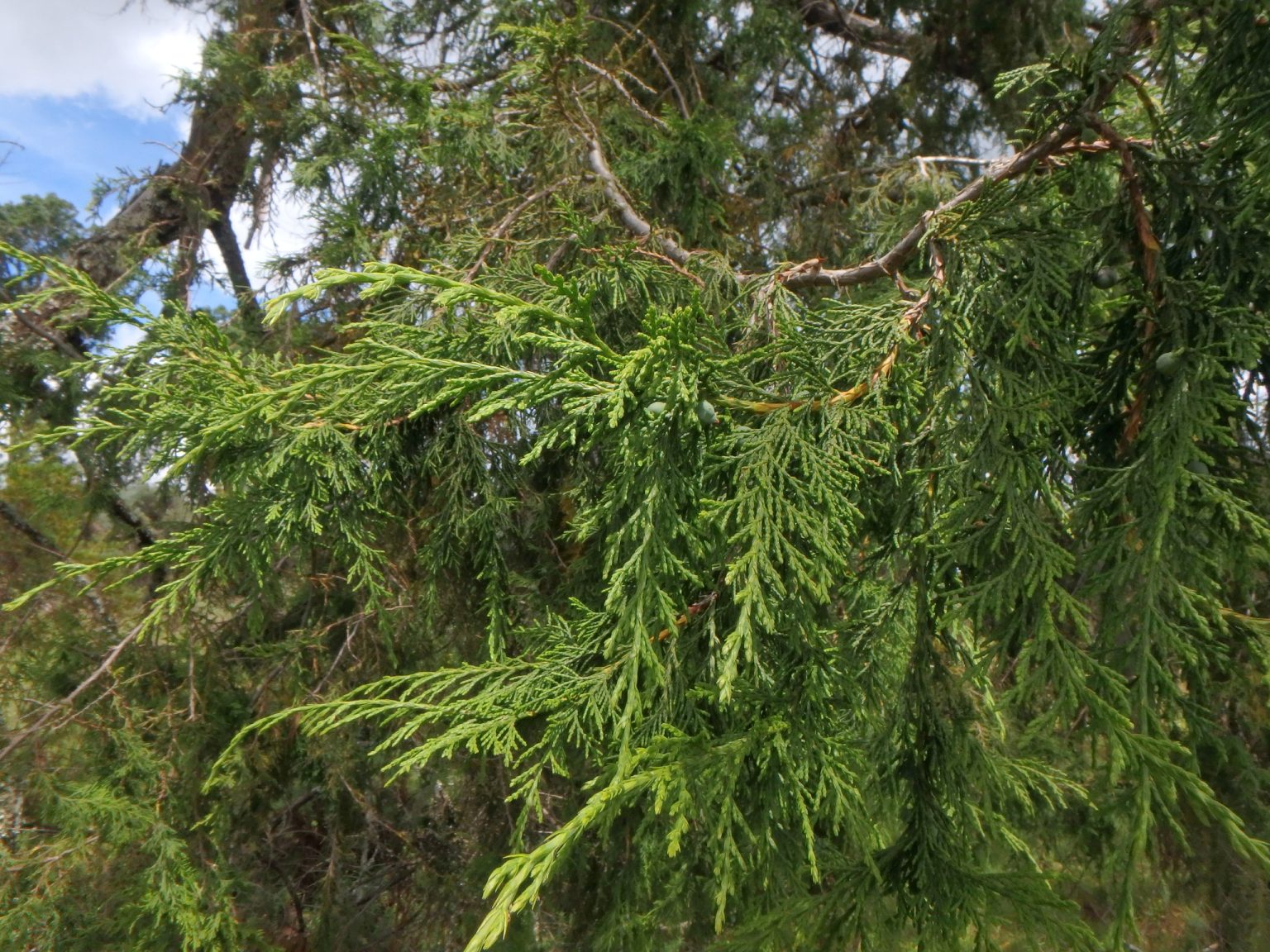 25 Types of Cedar Trees You Should Know - Mothers Always Right