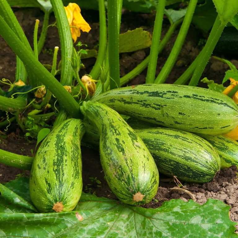25 Unique Types of Zucchini You Should Try - Mothers Always Right
