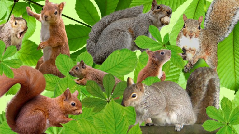 20 Fascinating Types of Squirrels You Should Know - Mothers Always Right