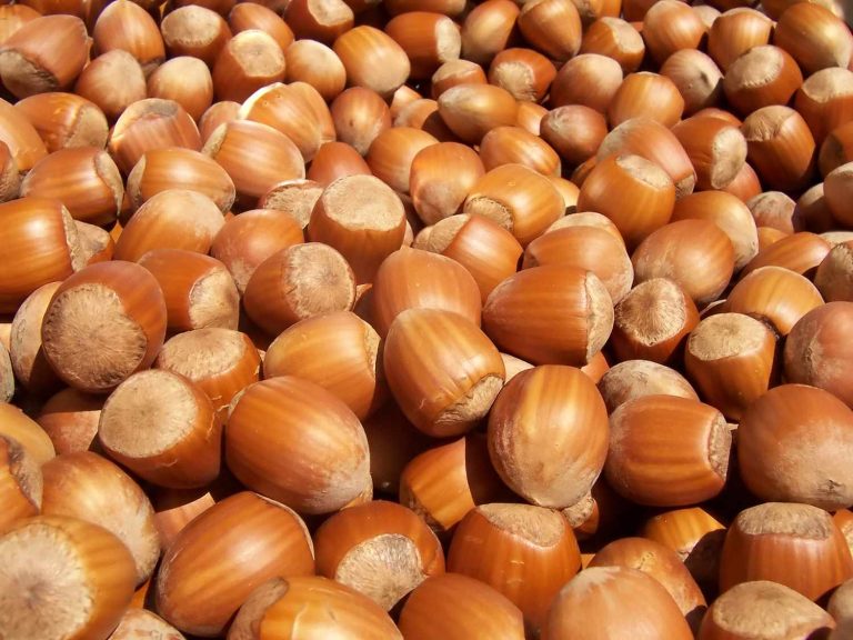21 Delicious Types of Edible Nuts You Should Try - Mothers Always Right