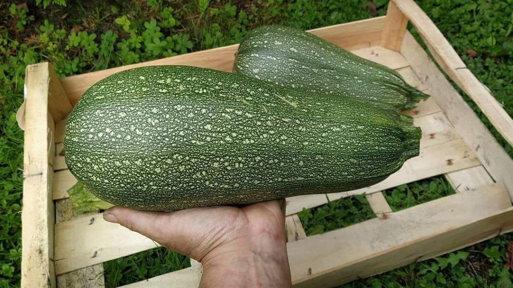 25 Unique Types of Zucchini You Should Try - Mothers Always Right