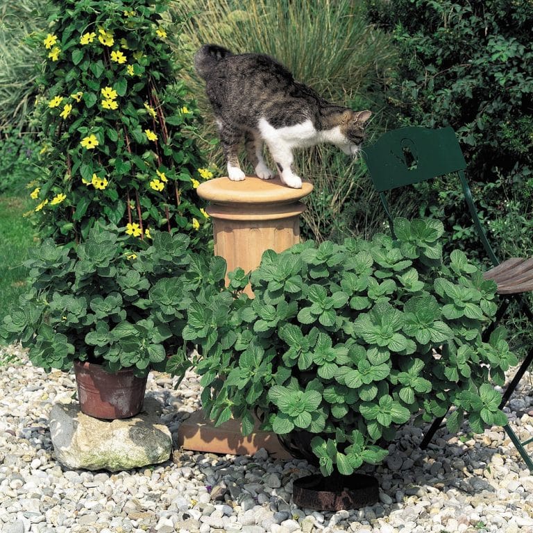 Keep Cats Away: 18 Plants that Effectively Repel Cats - Mothers Always ...