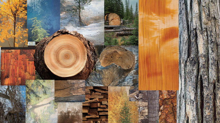 25 Types of Cedar Trees You Should Know - Mothers Always Right