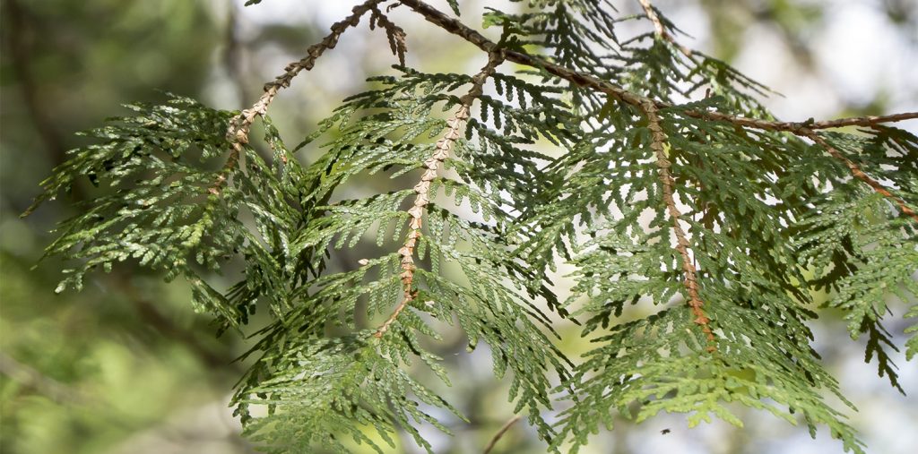 25 Types of Cedar Trees You Should Know - Mothers Always Right