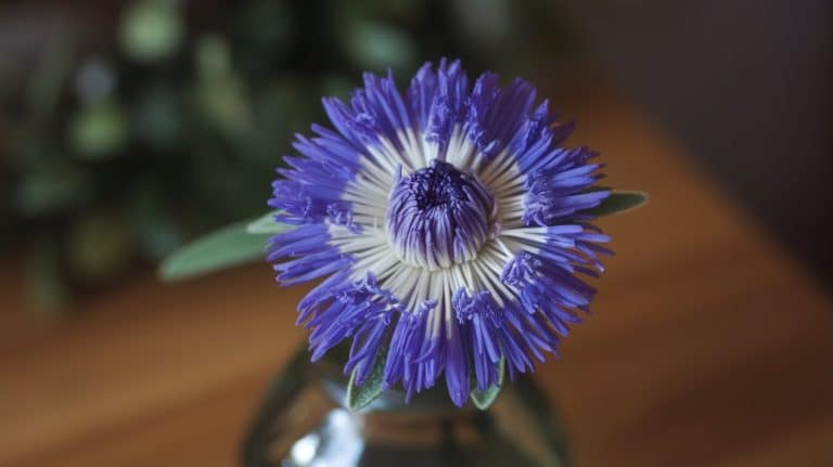 21 Beautiful Flowers That Start with J Around the World - Mothers ...