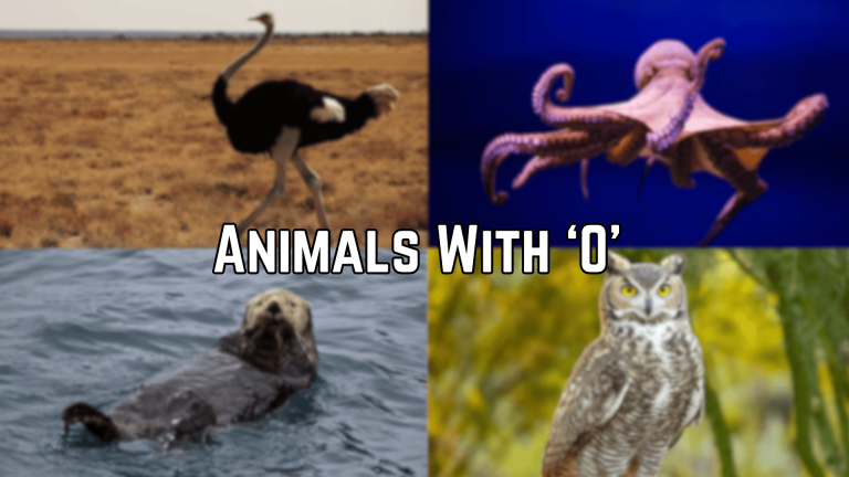 147 Animals Starting With the Letter "O" - Mothers Always Right