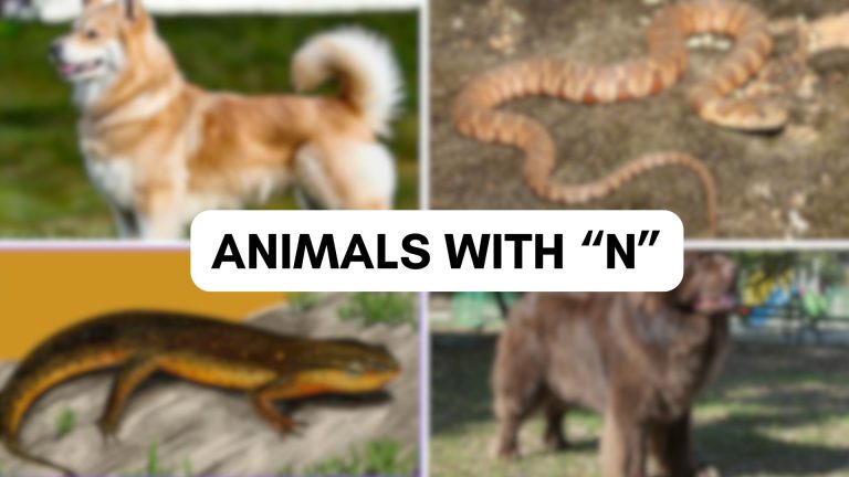 203 Animals that Starts with The Letter "N" - Mothers Always Right