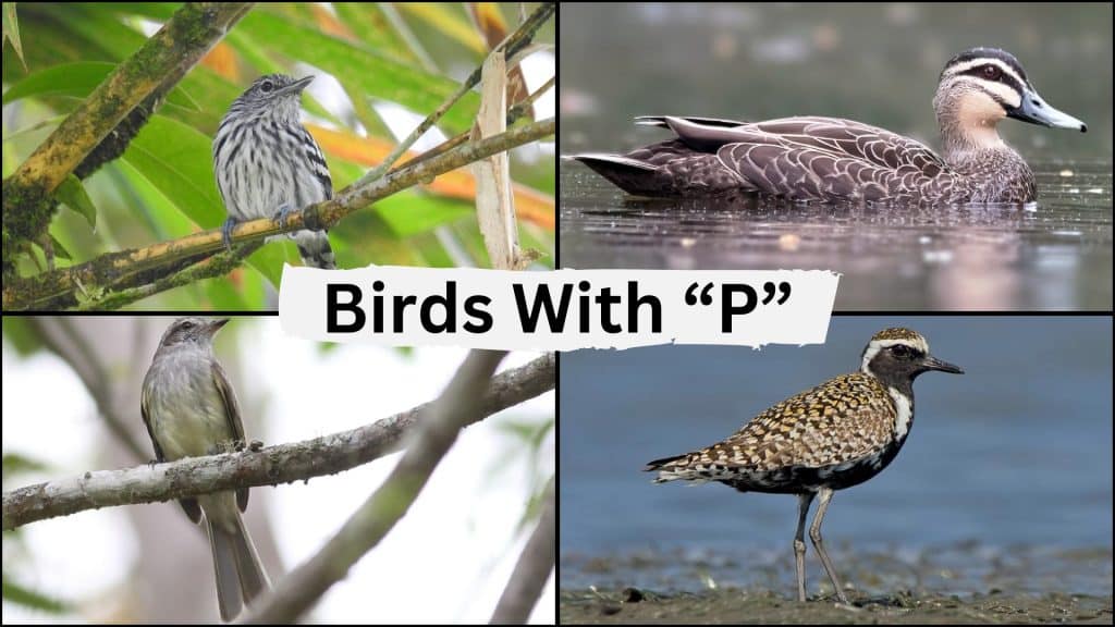 251 Birds that Start with the Letter "P" - Mothers Always Right