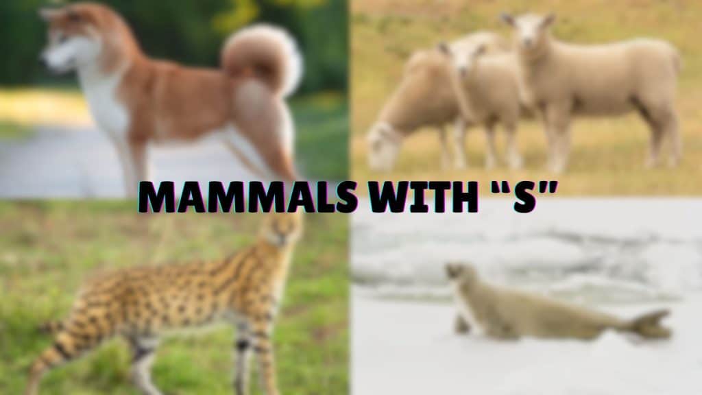 13 Animals with the Sharpest Claws - Mothers Always Right