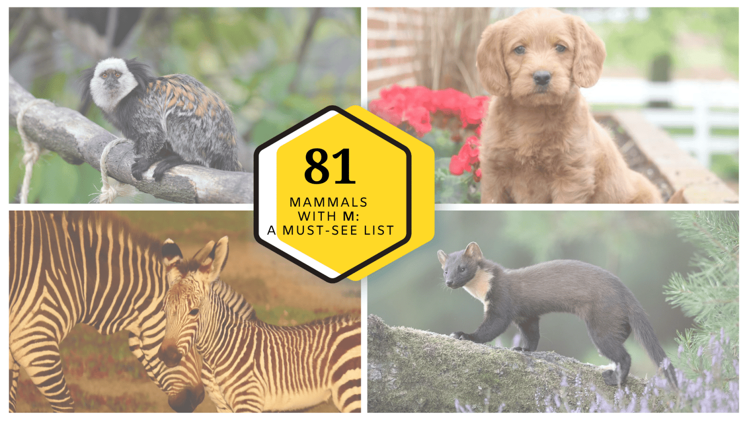 81 Mammals with M: A Must-See List - Mothers Always Right