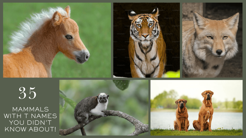 15 Stunning Types of Moonflowers to Explore - Mothers Always Right