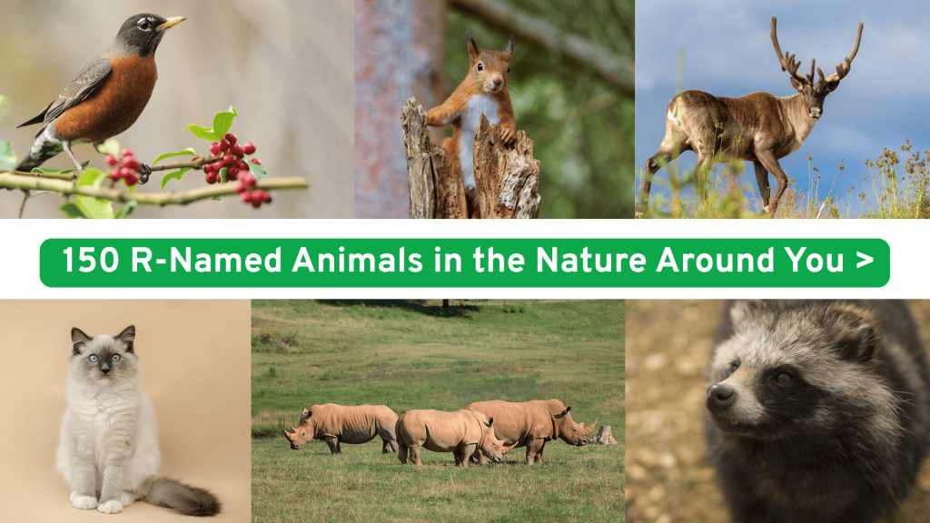 150 Animal that Start with The Letter "R" - Mothers Always Right