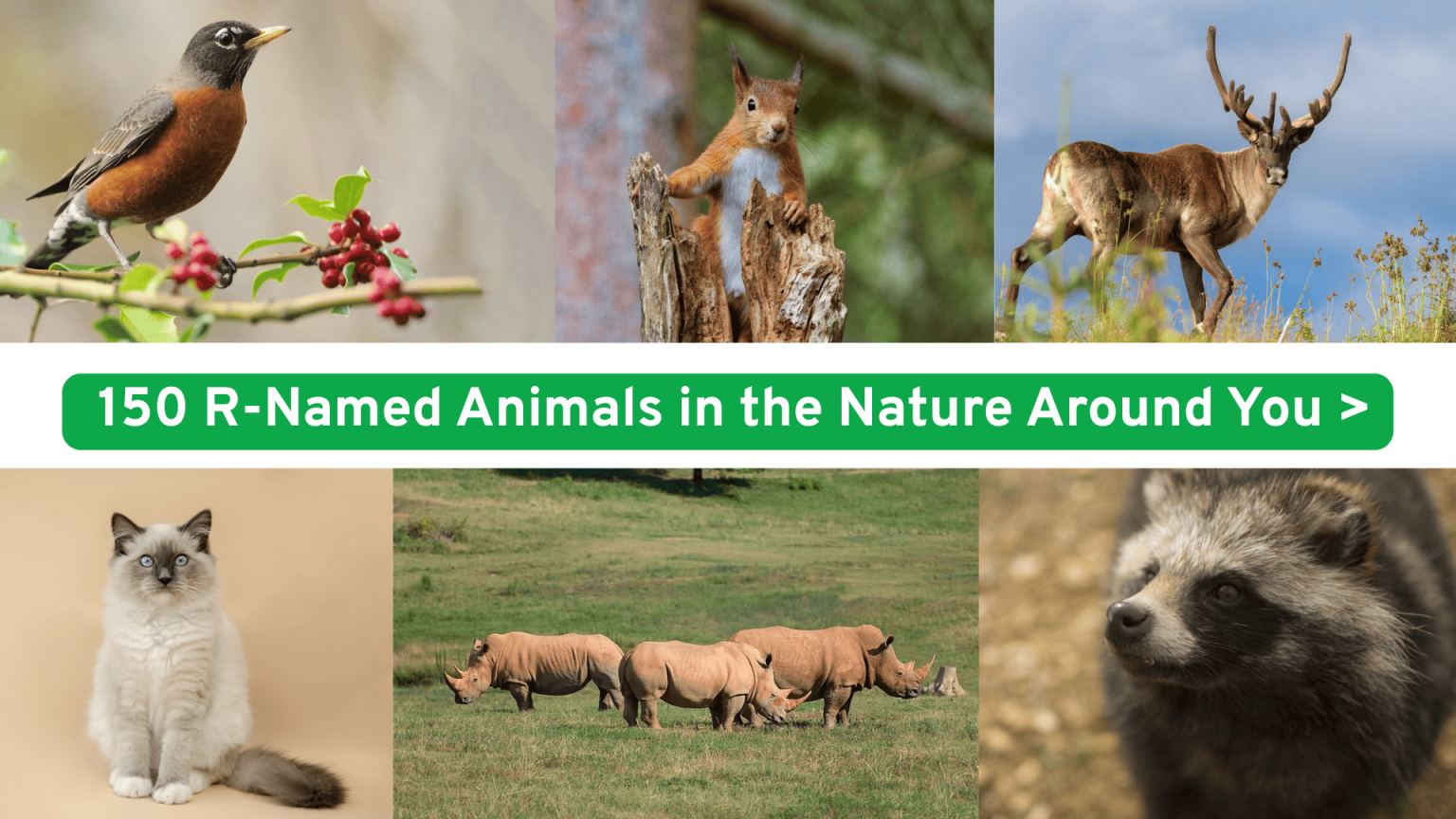 20 Fascinating Types of Squirrels You Should Know - Mothers Always Right