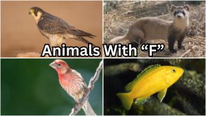 97 Animals Start With The Letter "F" - Mothers Always Right