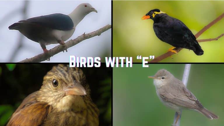 210 Birds that Start with The Letter "E" - Mothers Always Right