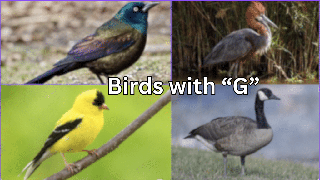 255 Birds Beginning with the Letter "G" - Mothers Always Right