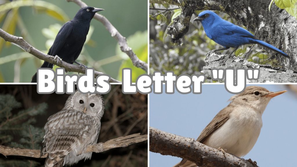 69 Birds that Starts with Letter "U" - Mothers Always Right