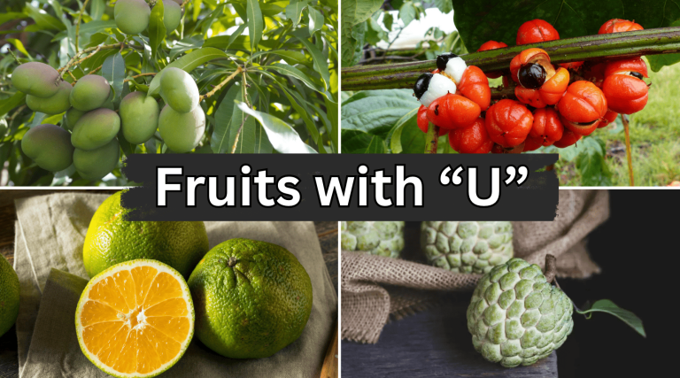 13 Fruits that Start with the Letter 'U' - Mothers Always Right