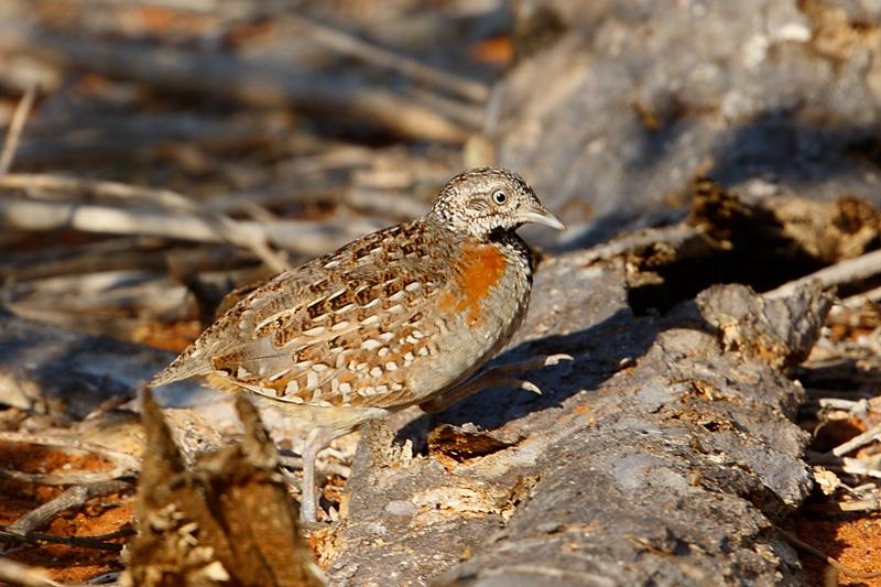 207 Birds that Start with the Letter "M" - Mothers Always Right