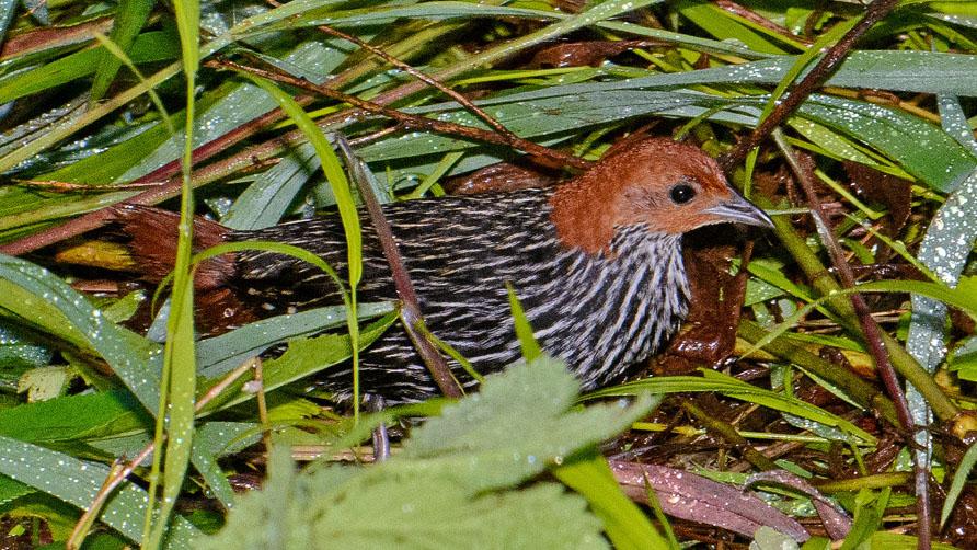 207 Birds that Start with the Letter "M" - Mothers Always Right